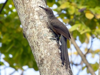 Puerto Rican Lizard-Cuckoo - eBird