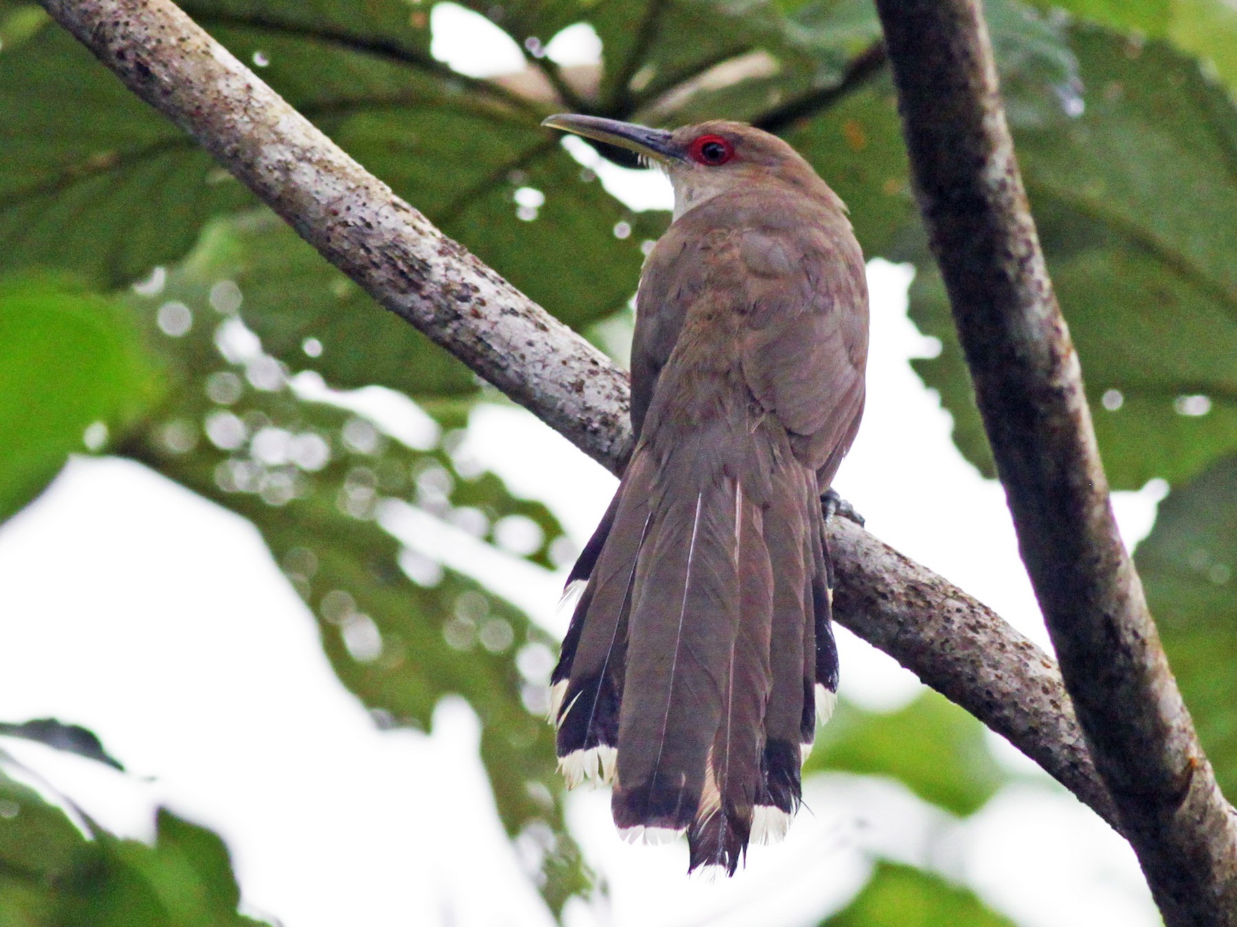 Puerto Rican Lizard-Cuckoo - eBird