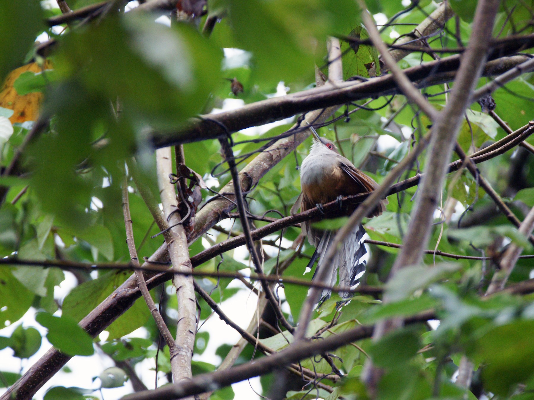 Puerto Rican Lizard-Cuckoo - eBird