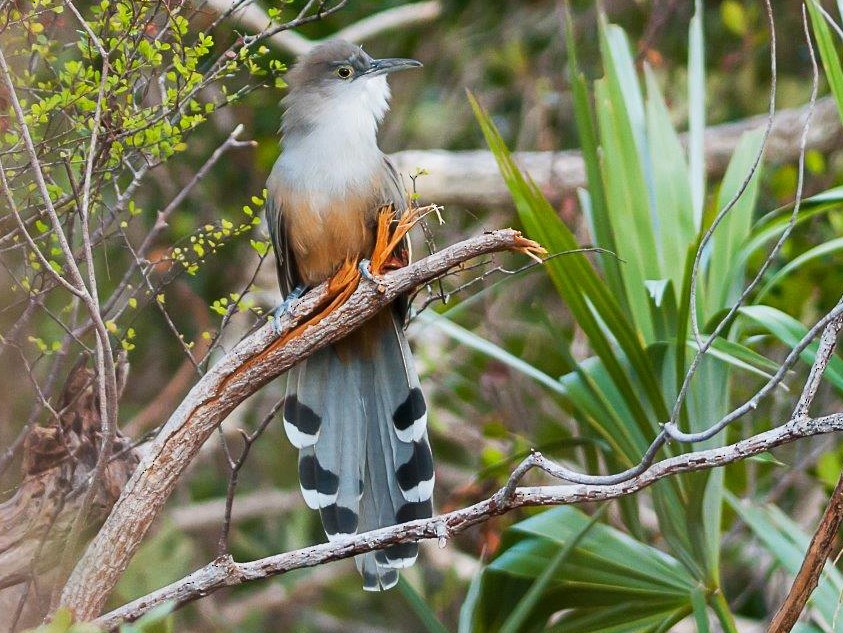 Great Lizard-Cuckoo - eBird