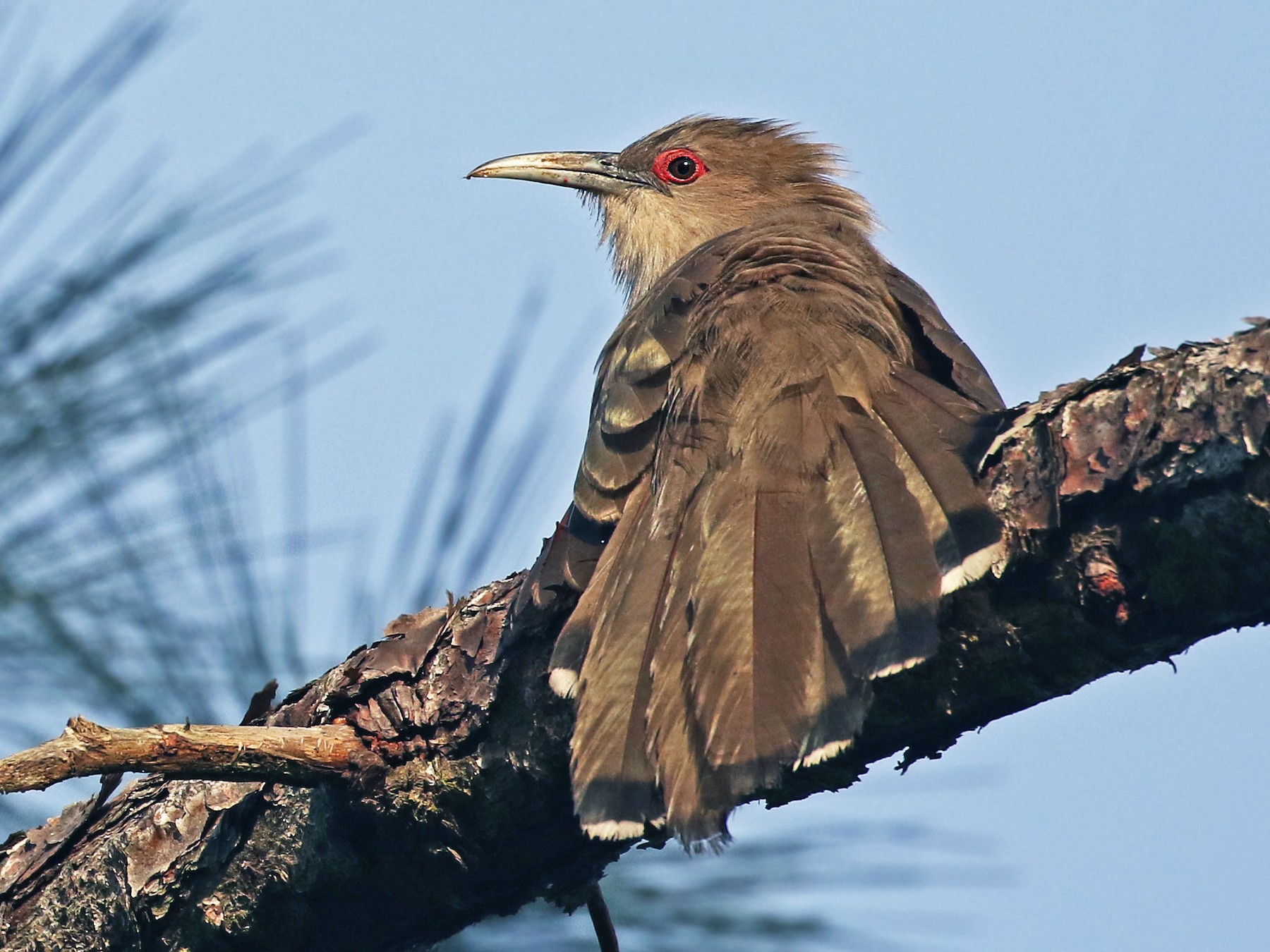 Great Lizard-Cuckoo - eBird