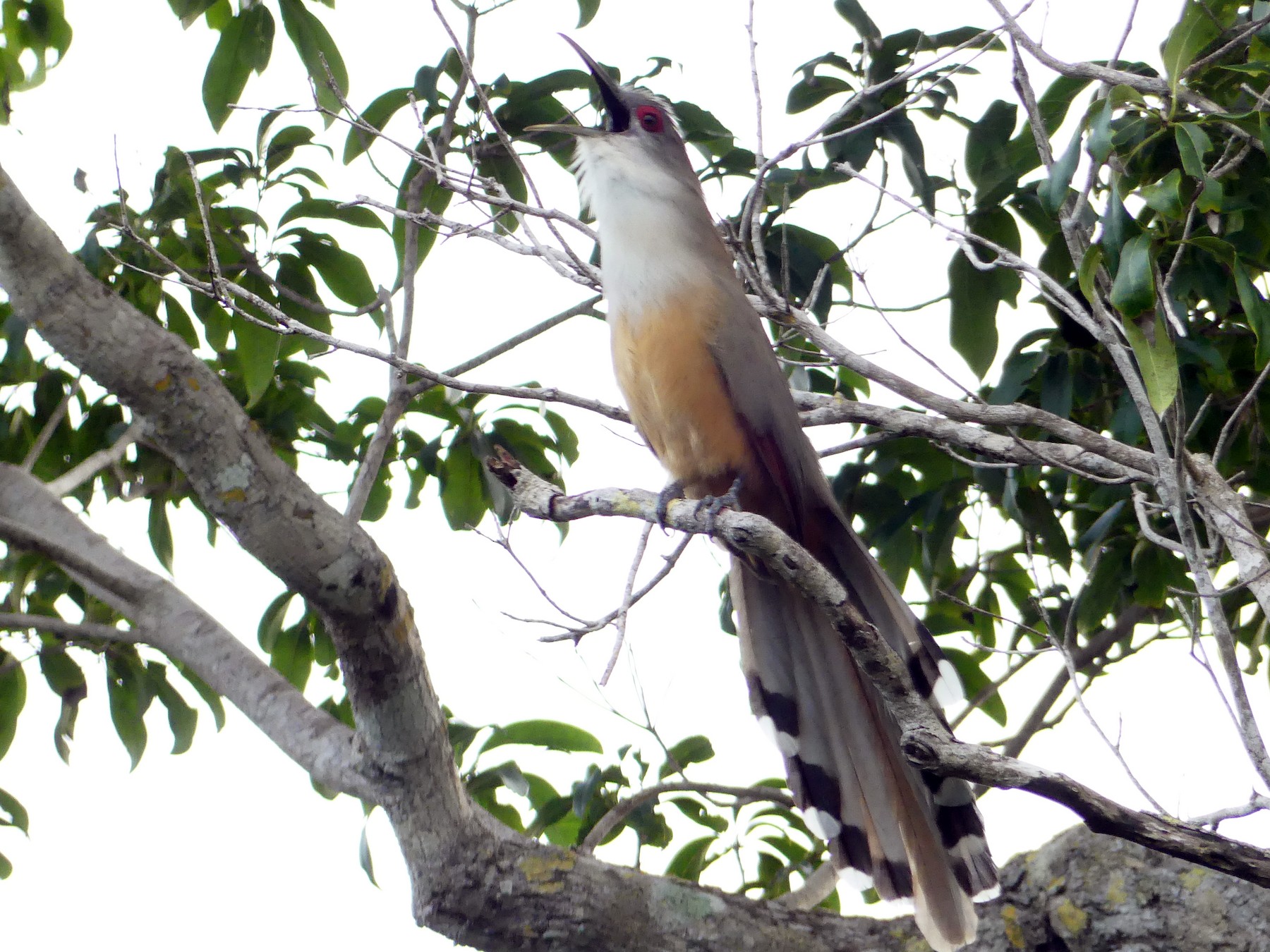 Great Lizard-Cuckoo - eBird