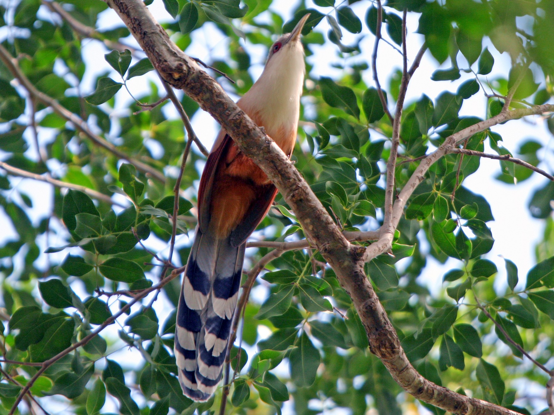 Great Lizard-Cuckoo - eBird