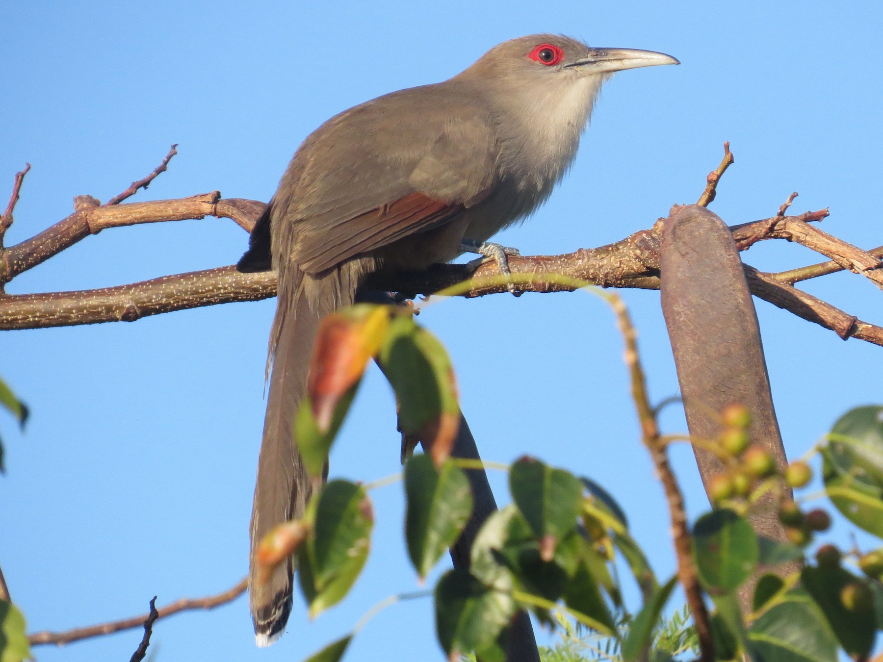Great Lizard-Cuckoo - eBird