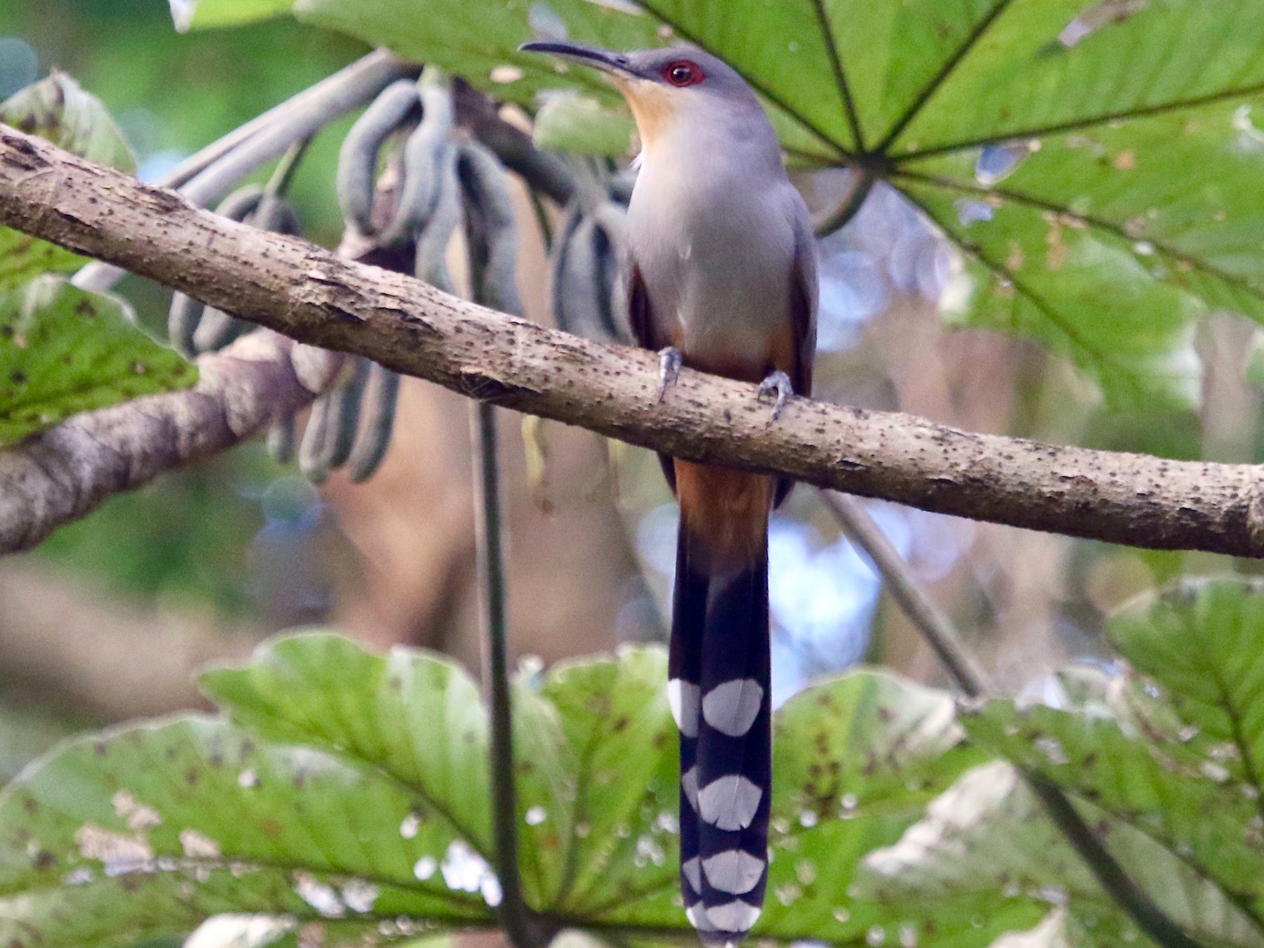 Hispaniolan Lizard-Cuckoo - eBird