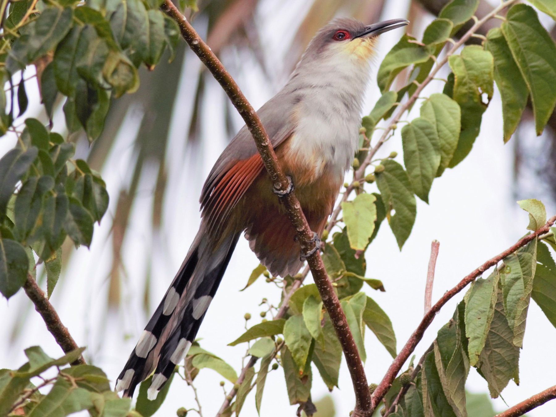 Hispaniolan Lizard-Cuckoo - eBird