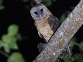 Ashy-faced Owl - eBird