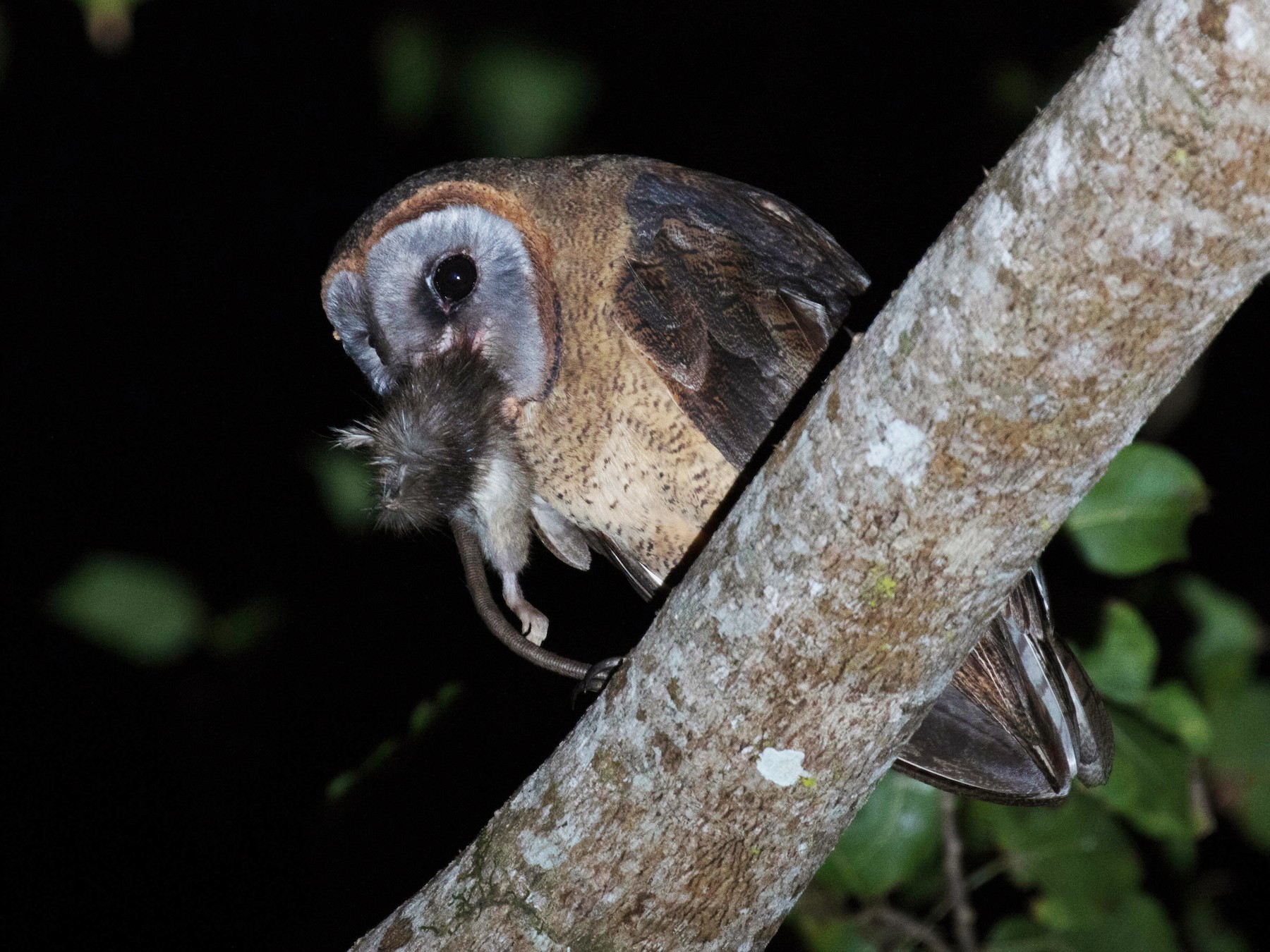 Ashy-faced Owl - eBird