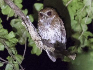 Puerto Rican Owl - eBird