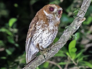 Mucarito - eBird