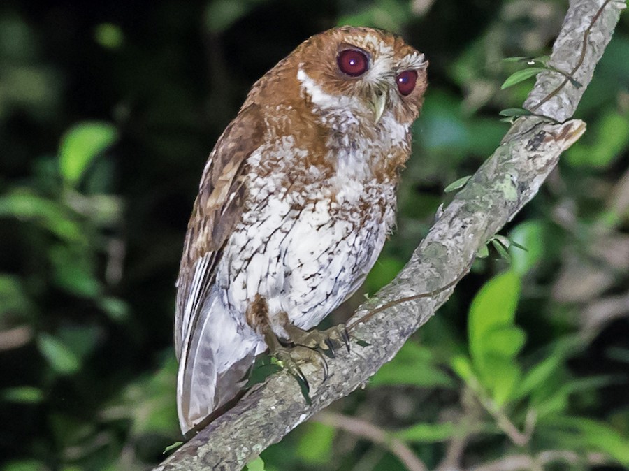 Puerto Rican Owl - eBird