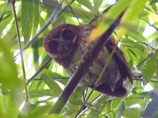 Puerto Rican Owl - eBird