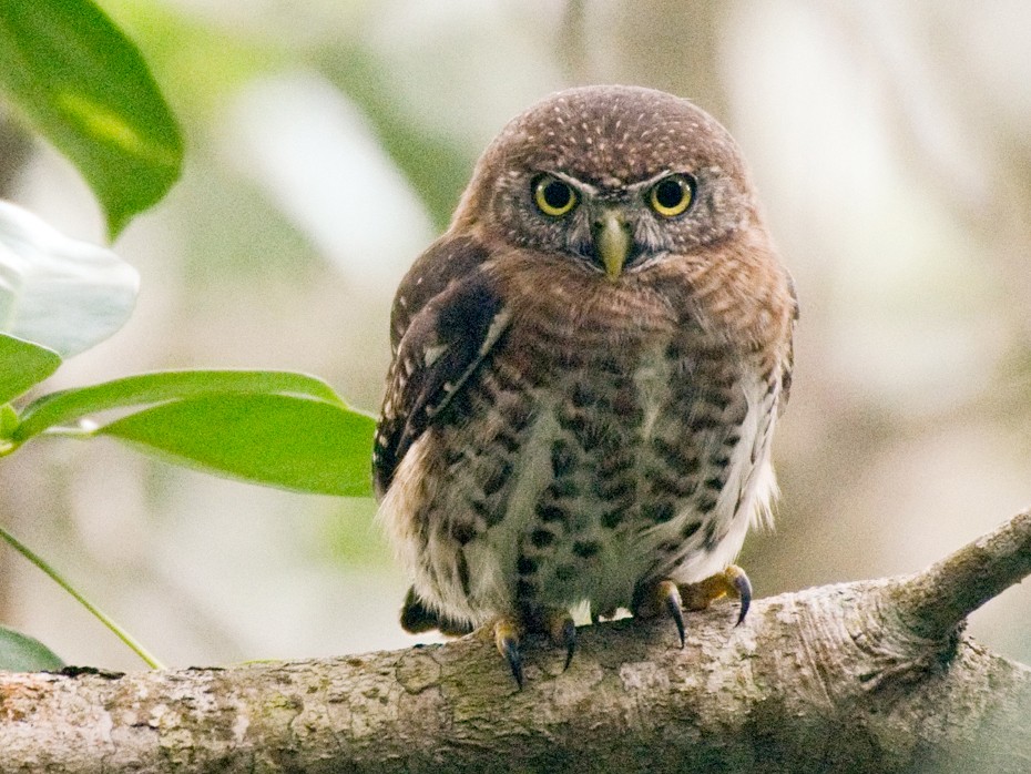 Cuban Pygmy-Owl - eBird