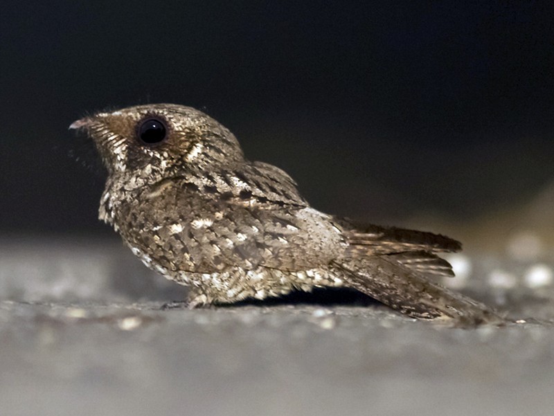 Cuban Nightjar - eBird