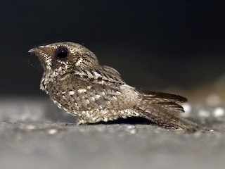 Cuban Nightjar - eBird