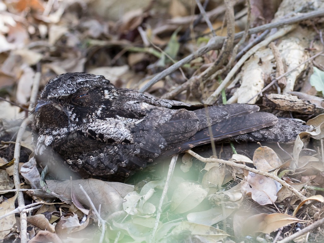 Guabairo cubano - eBird
