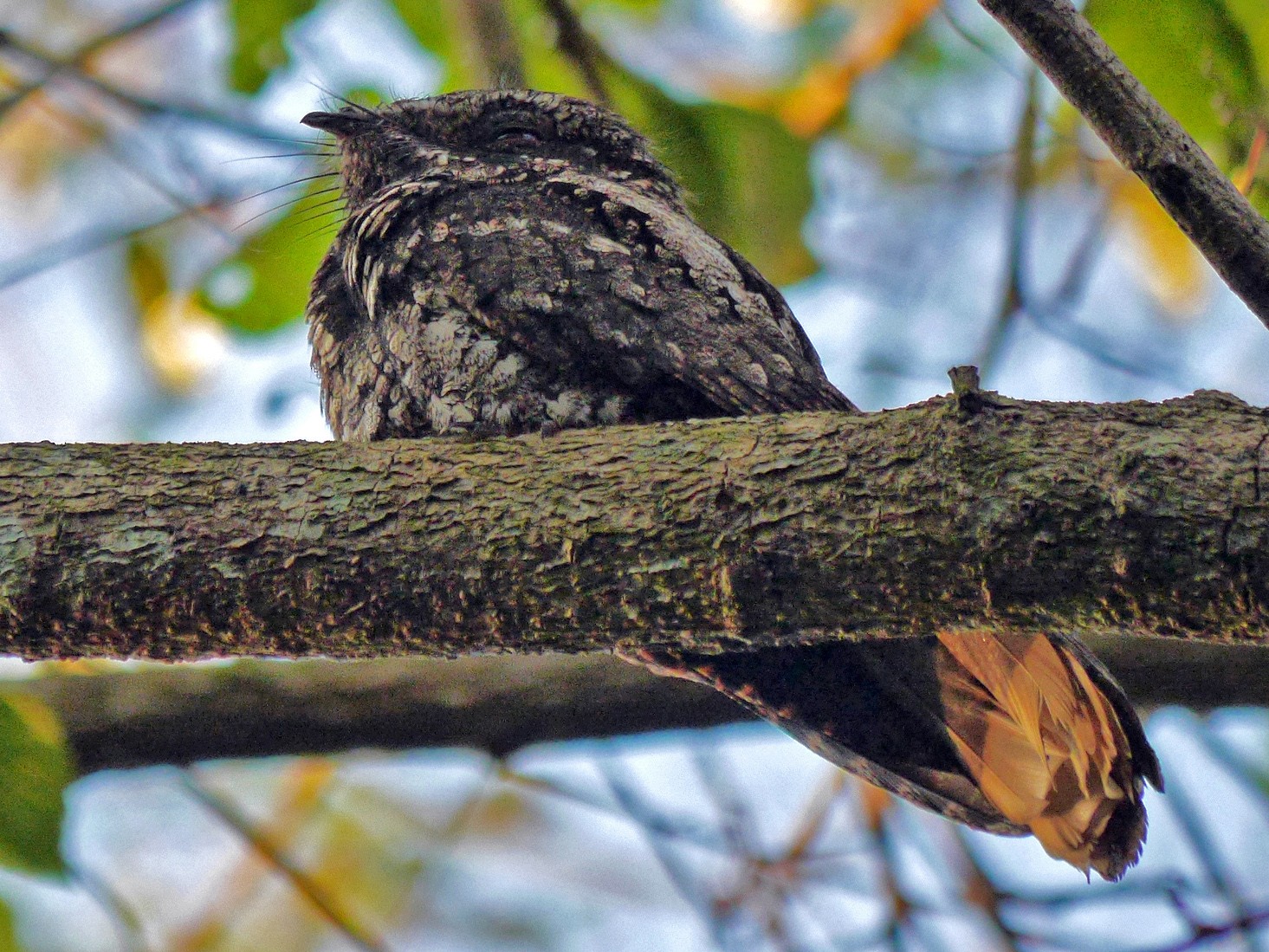 Cuban Nightjar - eBird