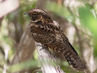 Puerto Rican Nightjar - eBird