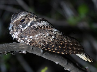 Guabairo de Puerto Rico - eBird