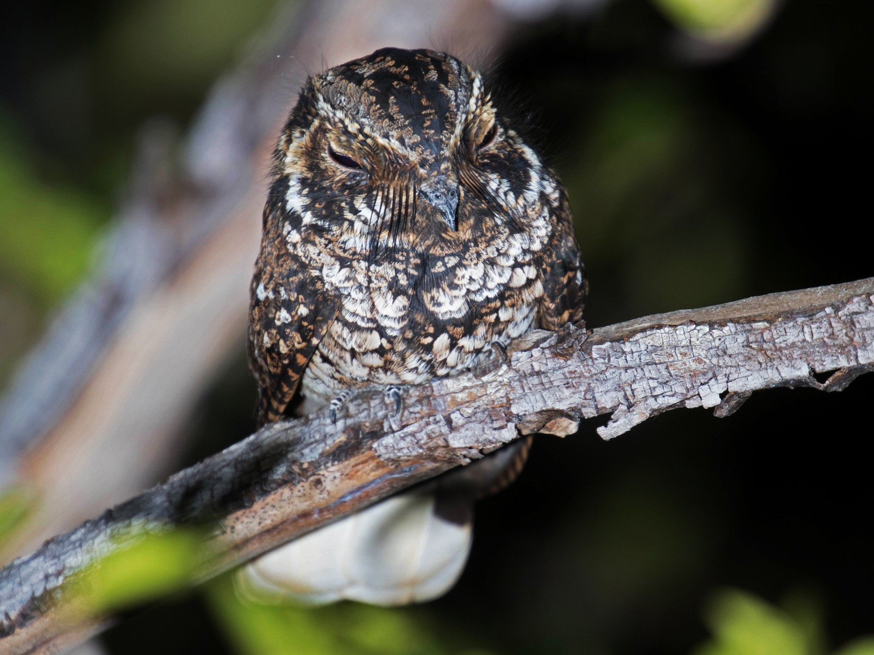 Puerto Rican Nightjar - eBird