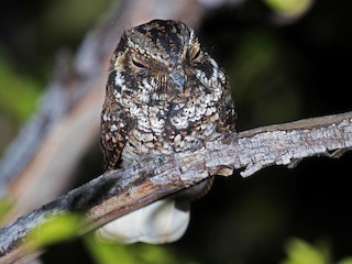 Puerto Rican Nightjar - eBird