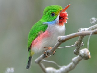 Cuban Tody - eBird