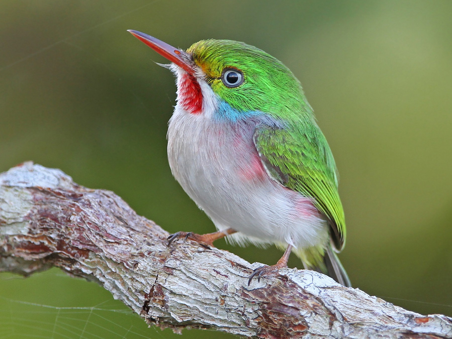 Cuban Tody - eBird
