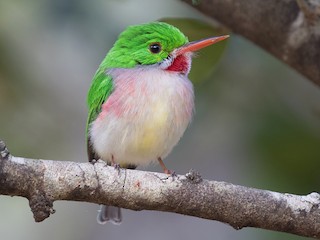 Broad-billed Tody - eBird