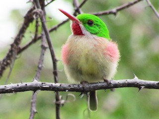 Broad-billed Tody - eBird