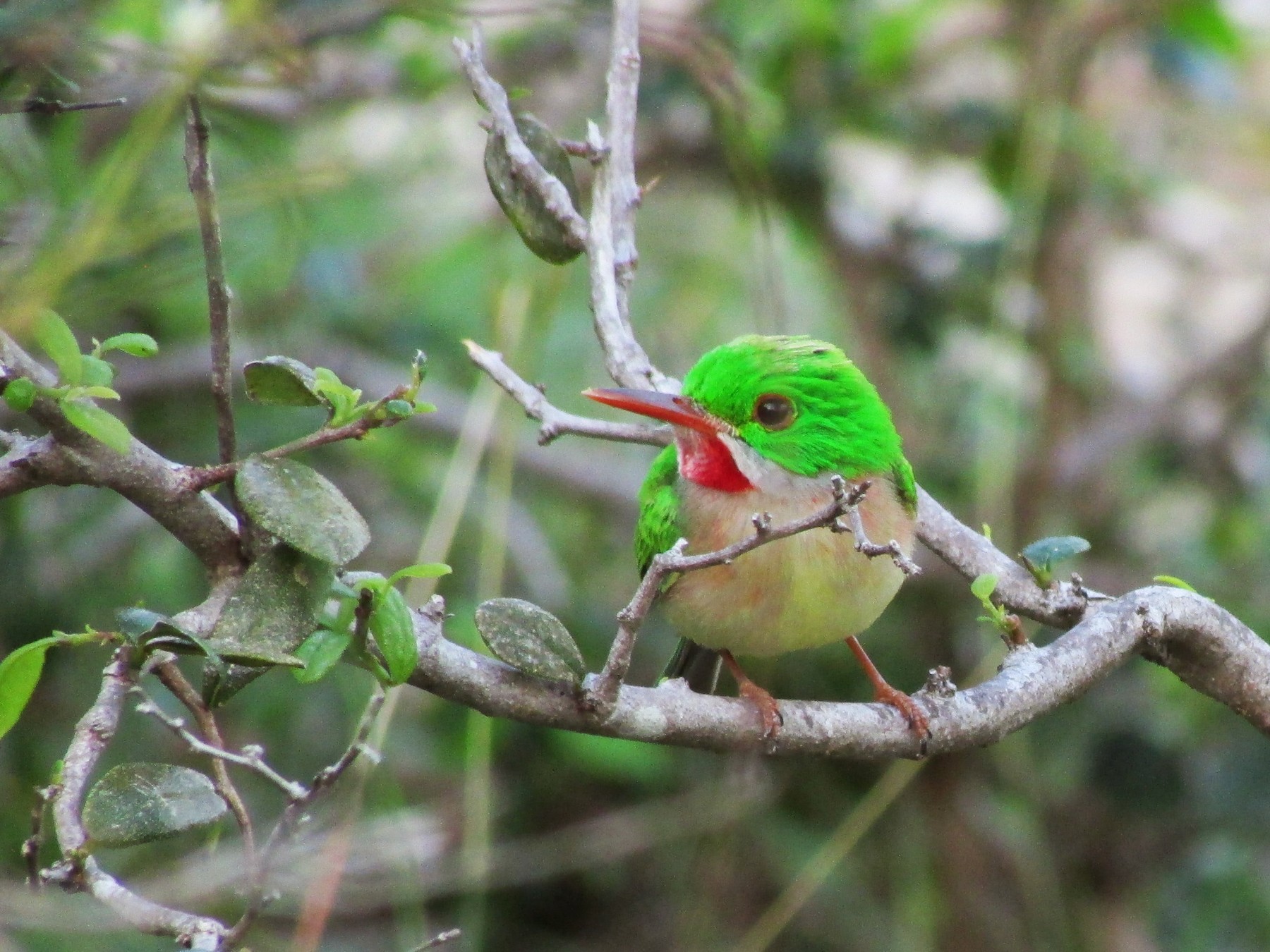 Broad-billed Tody - eBird
