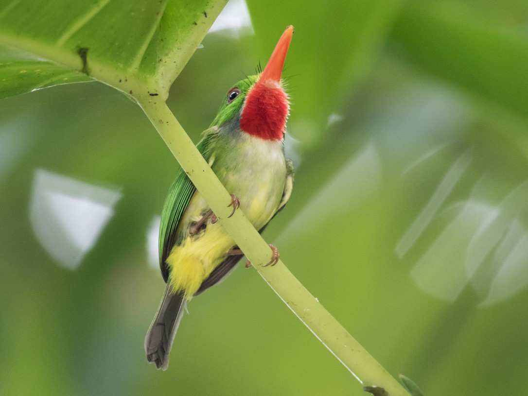 Jamaican Tody - eBird