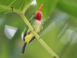 Jamaican Tody - eBird