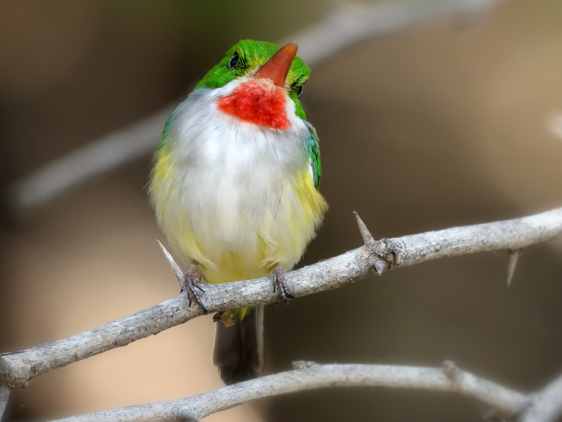 Puerto Rican Tody - eBird