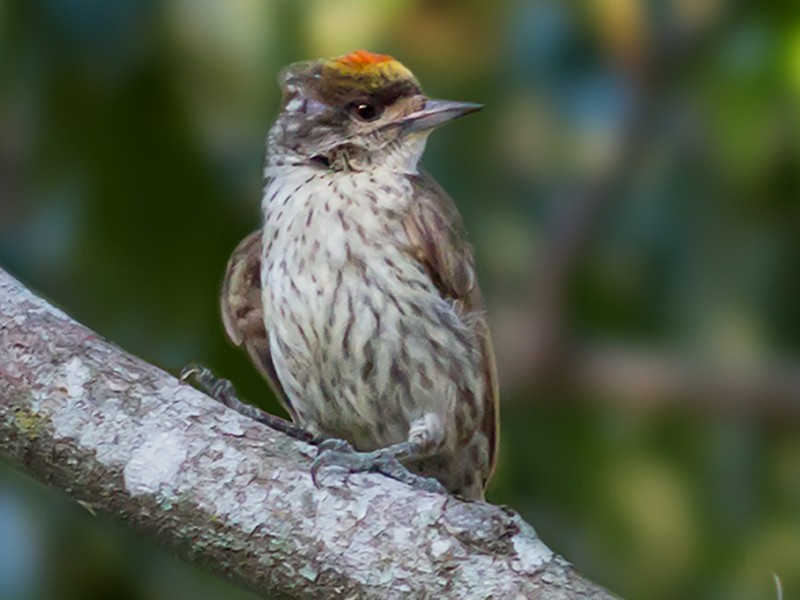 Antillean Piculet - eBird