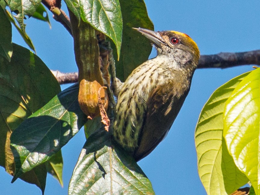 Antillean Piculet - eBird