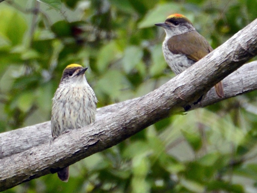 Antillean Piculet - eBird