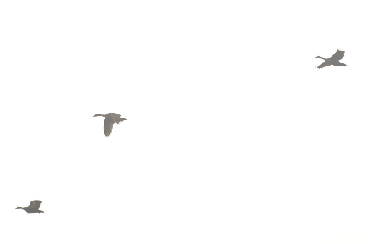 eBird Peru Checklist - 5 May 2018 - Laguna de Los Milagros - 52 species