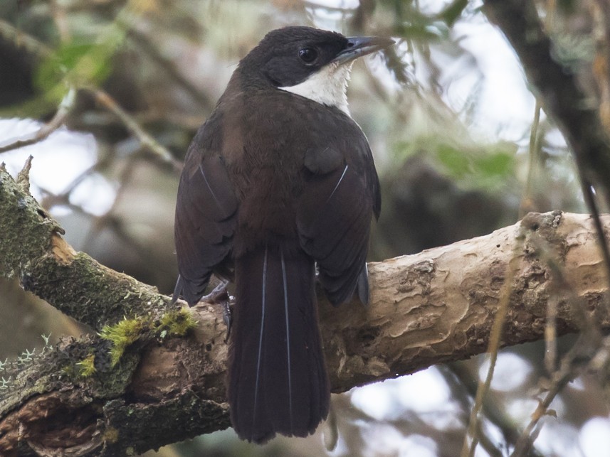 Chirrí de Bahoruco - eBird