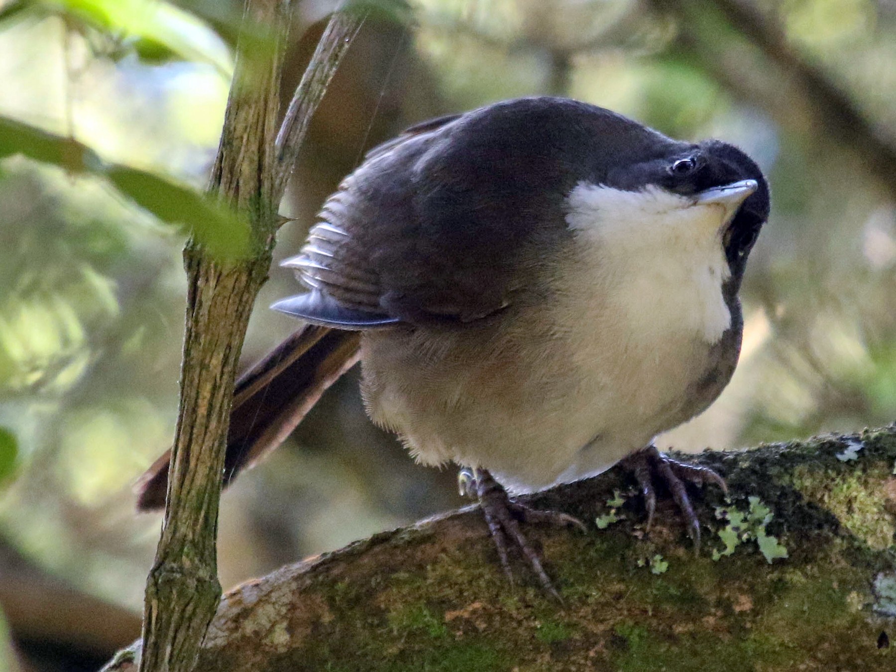 Western Chat-Tanager - eBird