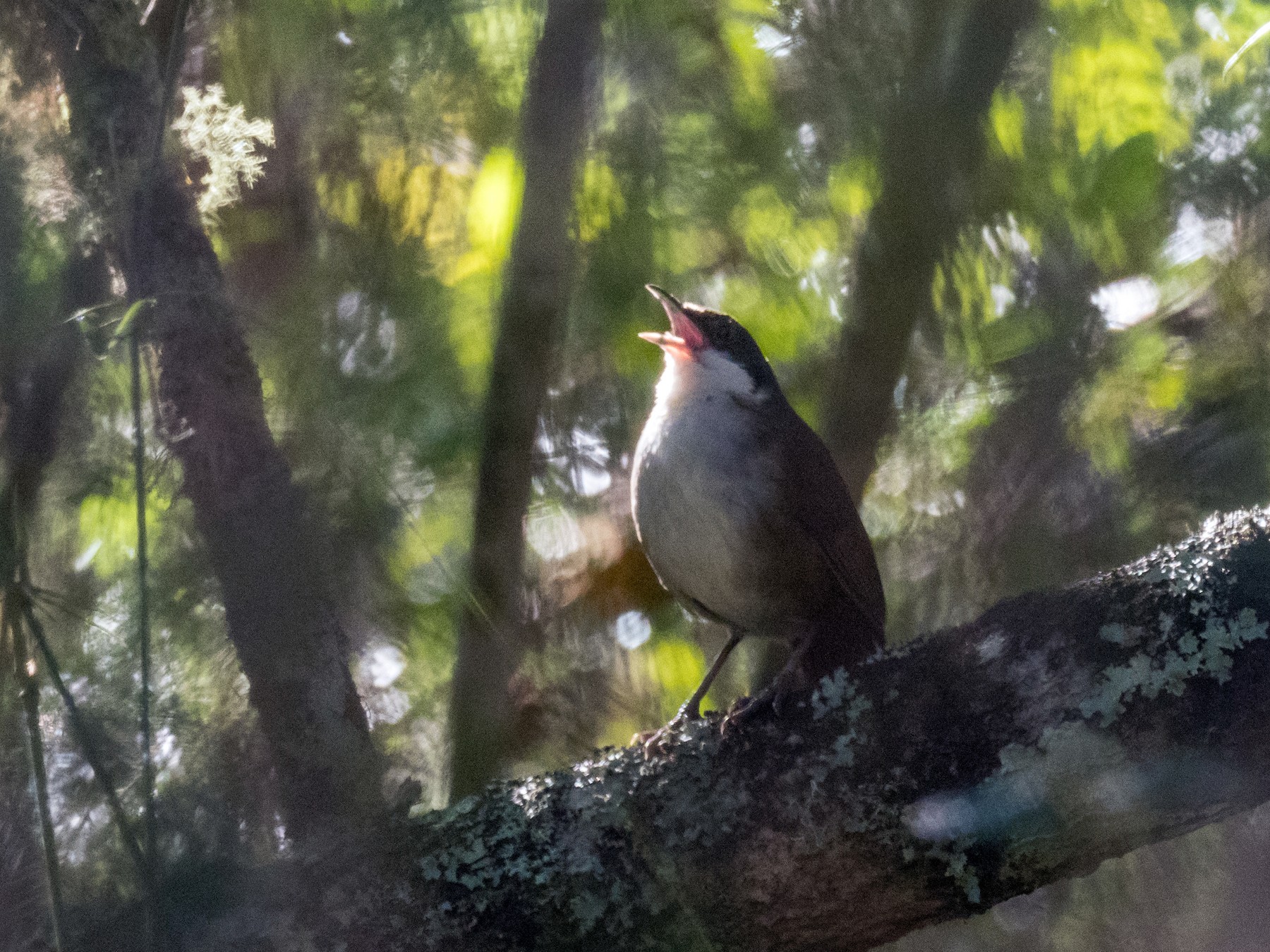 Western Chat-Tanager - eBird