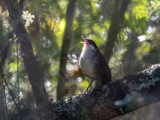 Western Chat-Tanager - eBird