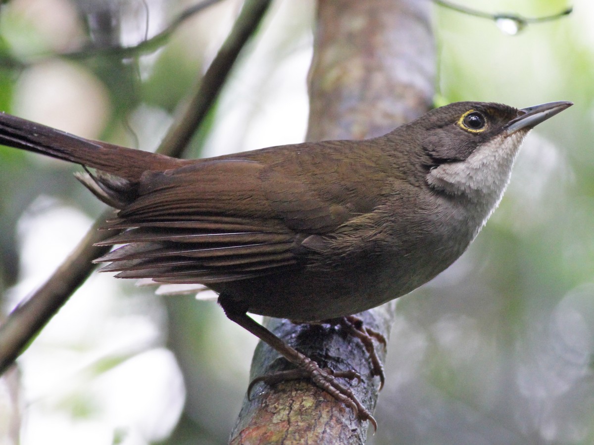 Eastern Chat-Tanager - Calyptophilus frugivorus - Birds of the World