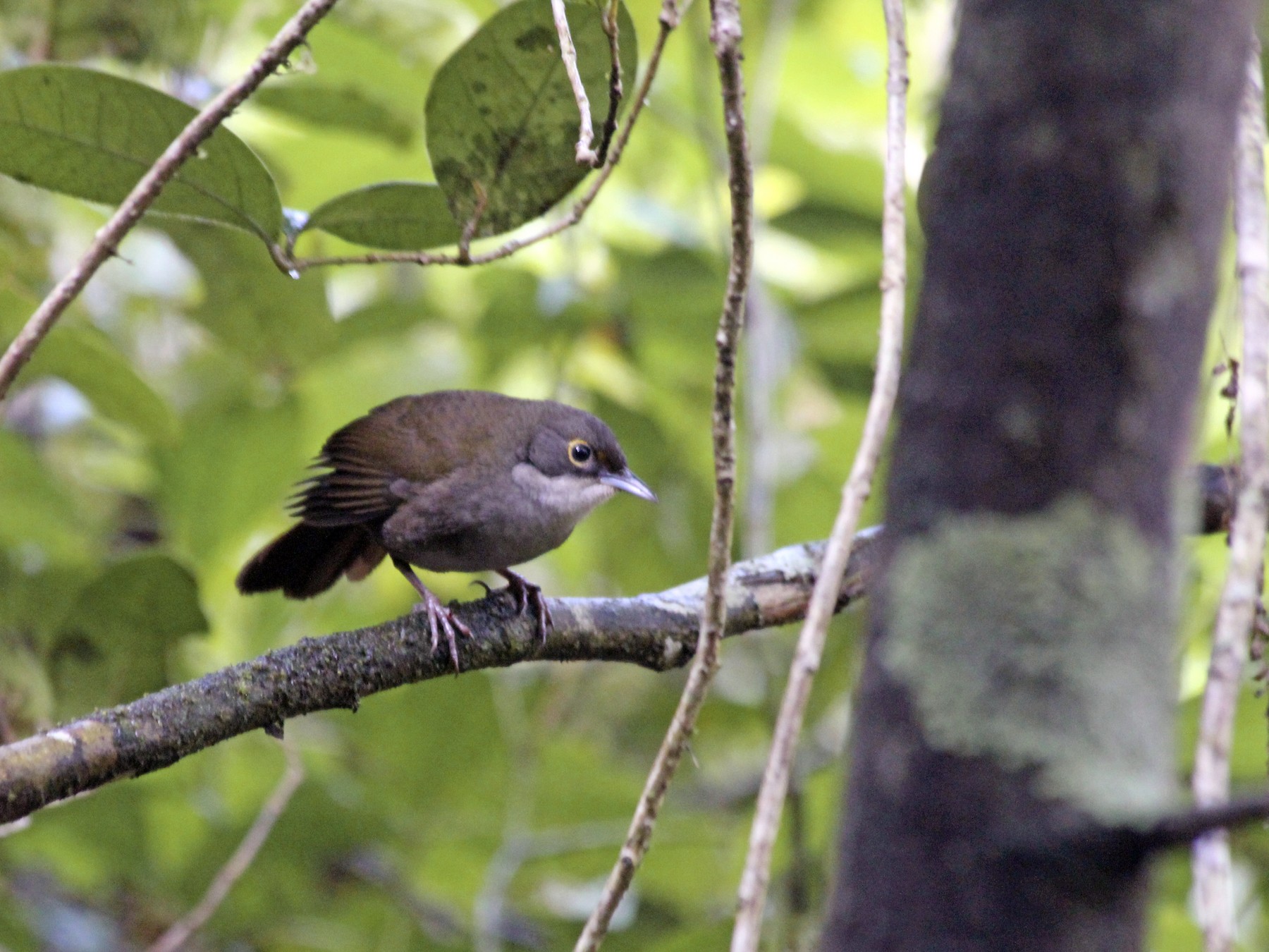 Eastern Chat-Tanager - eBird