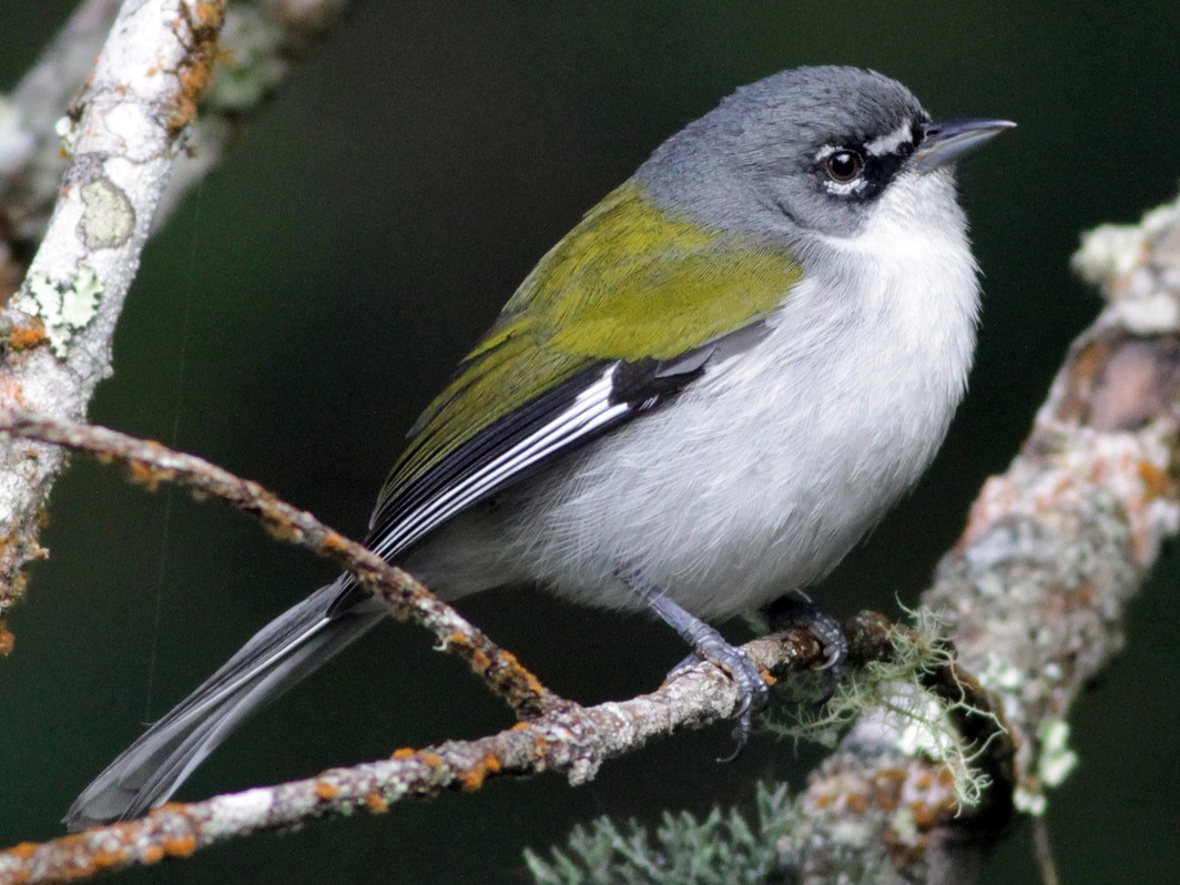 White-winged Warbler - Xenoligea montana - Birds of the World
