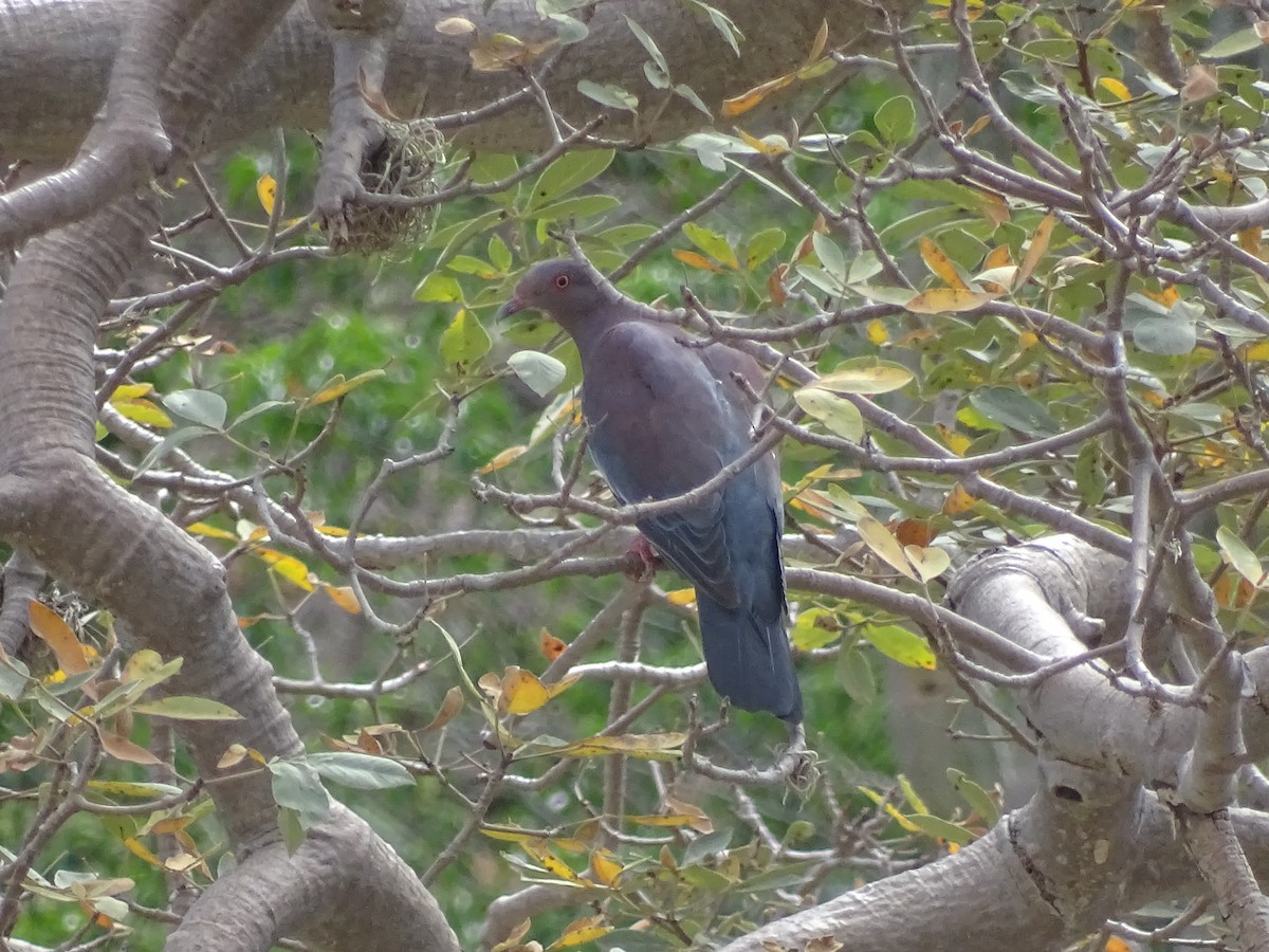 Peruvian Pigeon - Patagioenas oenops - Birds of the World