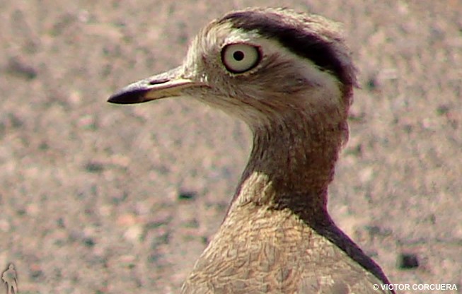 eBird Peru Checklist - 5 May 2018 - Hoyada Santo Domingo - 9 species