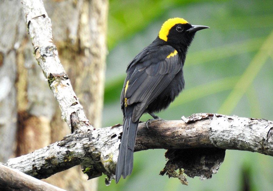 Turpial Boyerito (chrysocephalus) - eBird