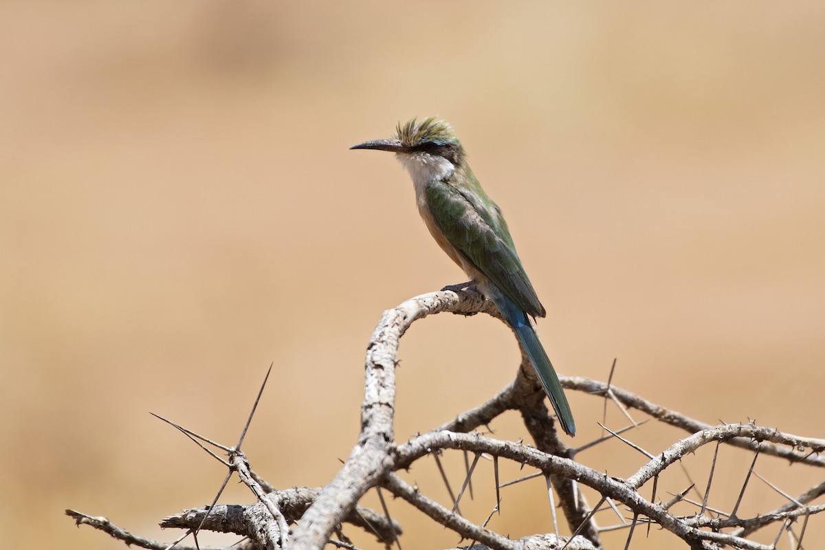 Somali Bee-eater - Merops revoilii - Birds of the World