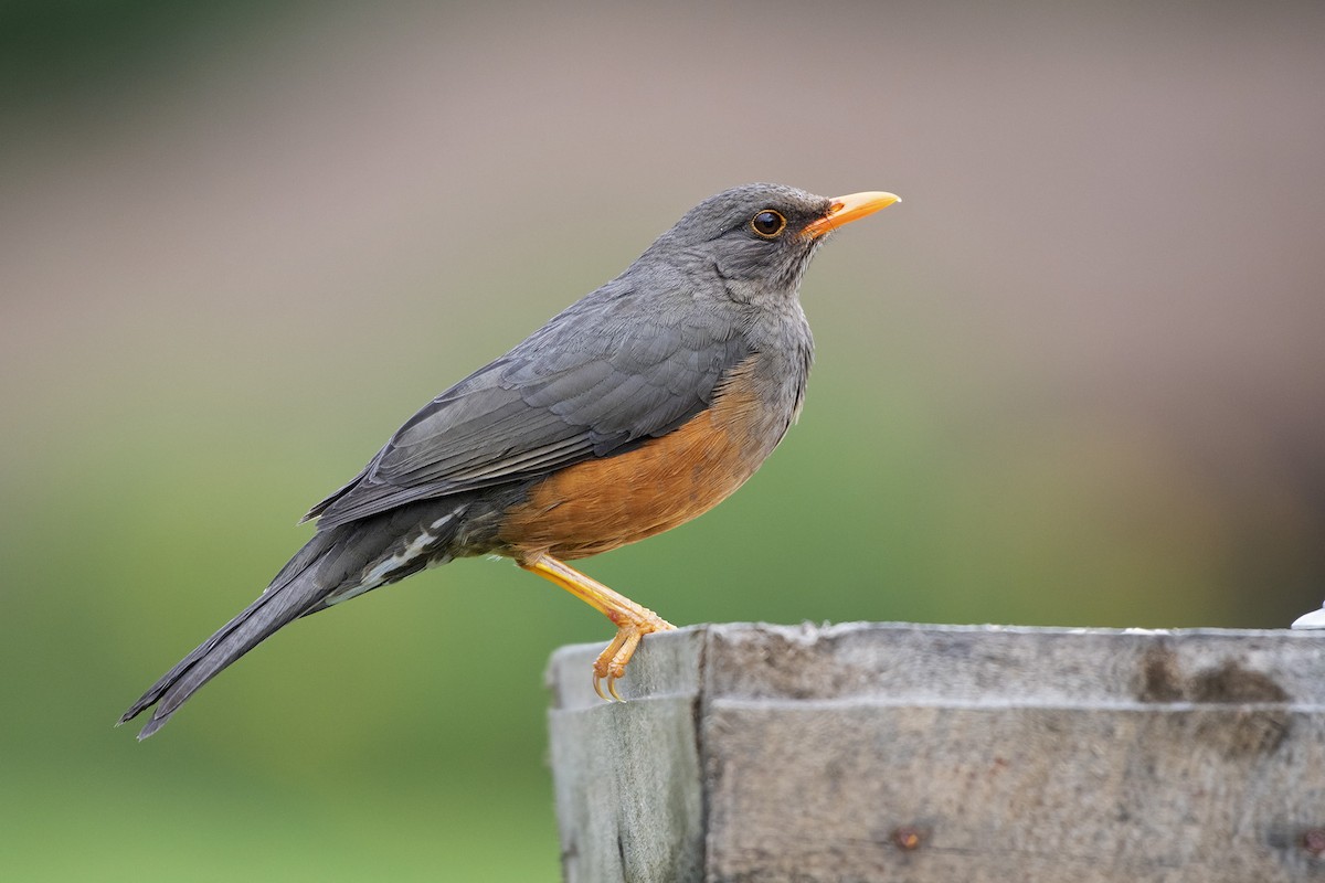 African Thrush - Turdus pelios - Birds of the World