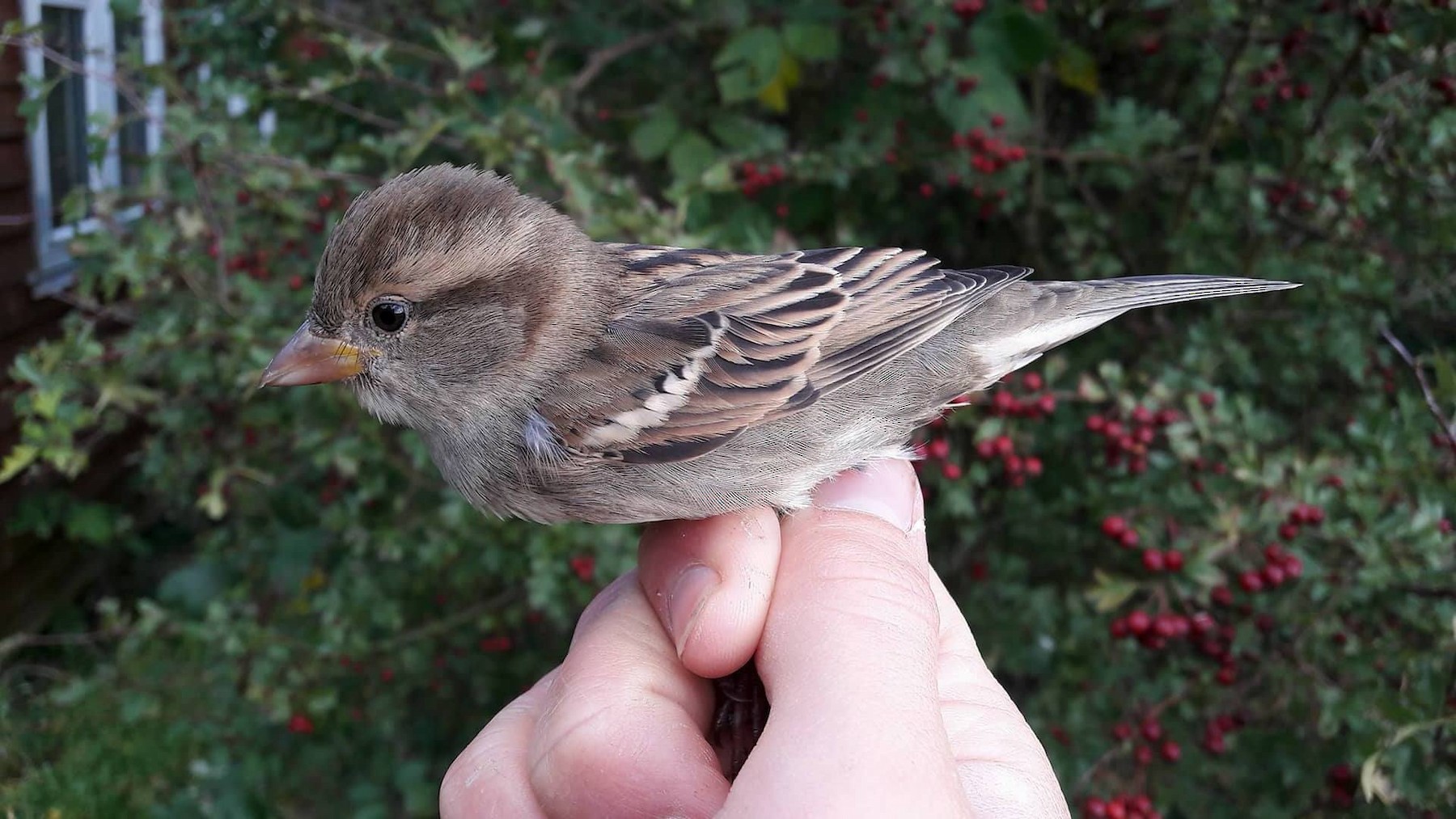 House Sparrow (Gray-cheeked) - eBird